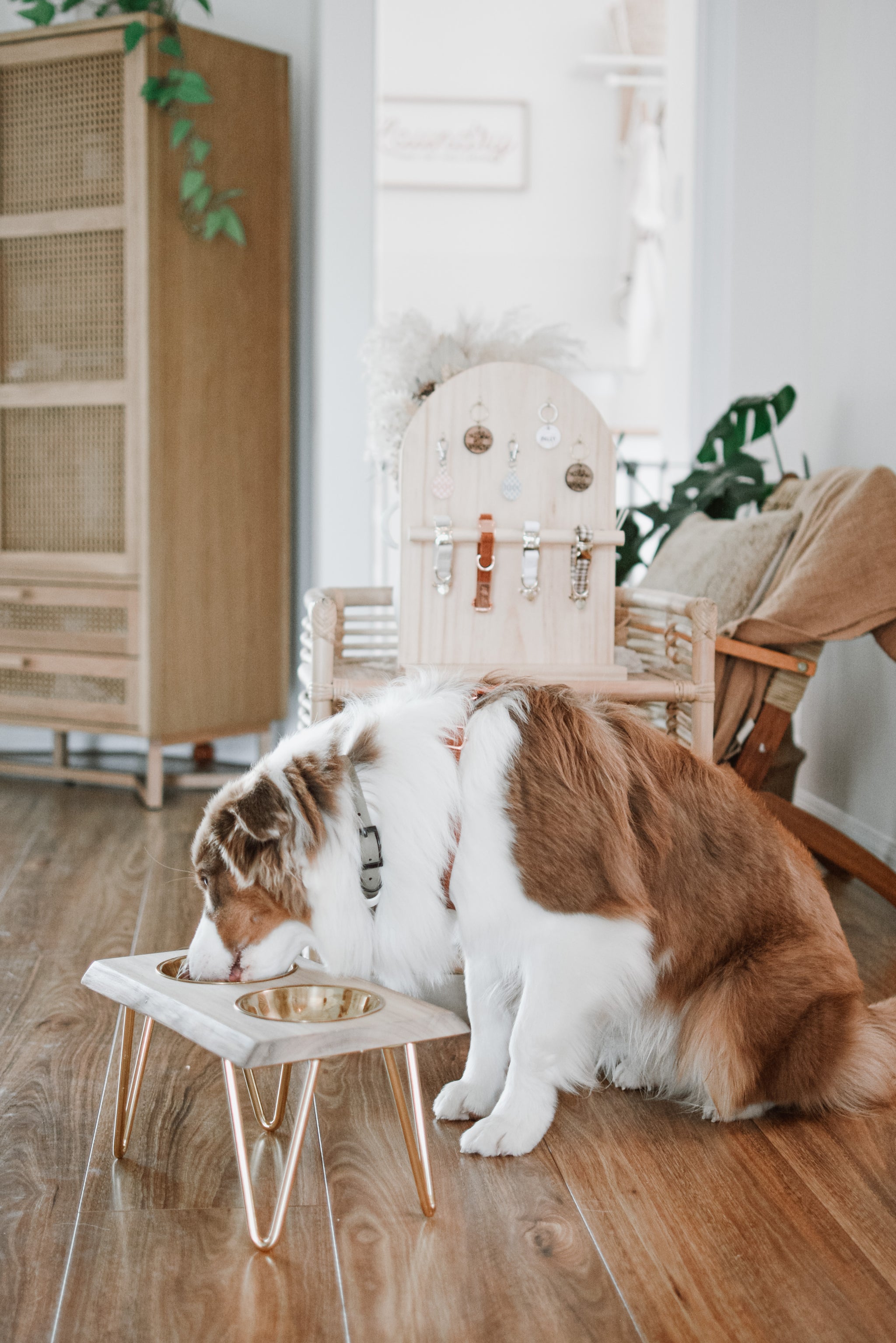 Arched Collar and ID Tag Stand – Timber n Tails